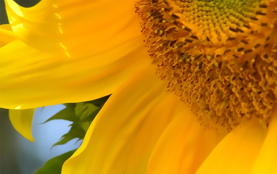 Desktop Wallpapers - 10 Free HD Flower Wallpaper For Windows8