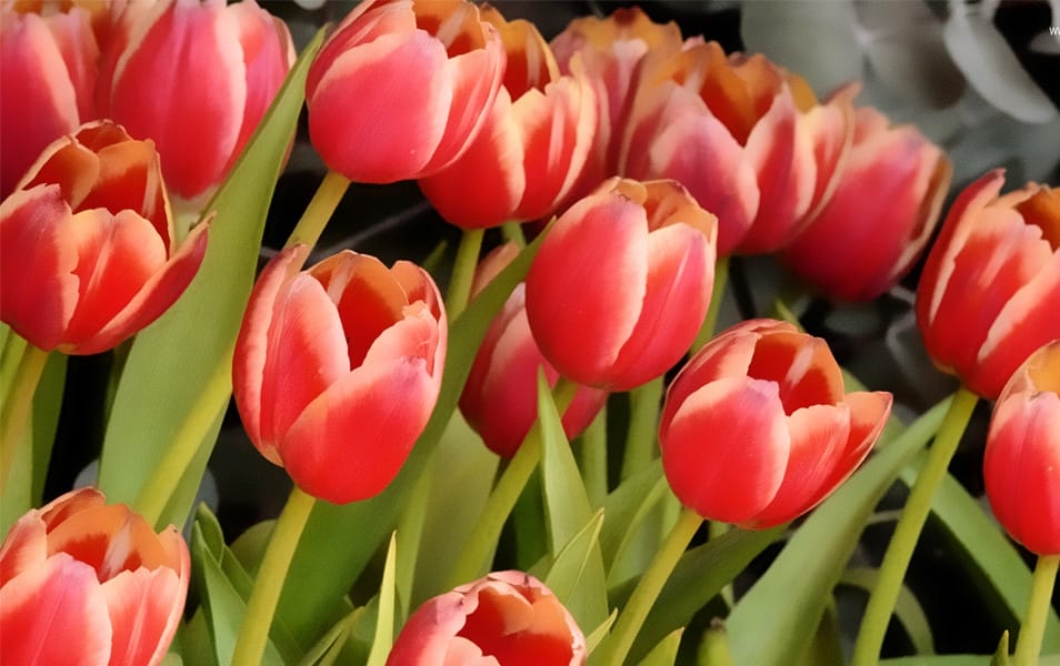 Desktop Wallpapers - 10 Free HD Flower Wallpaper For Windows8