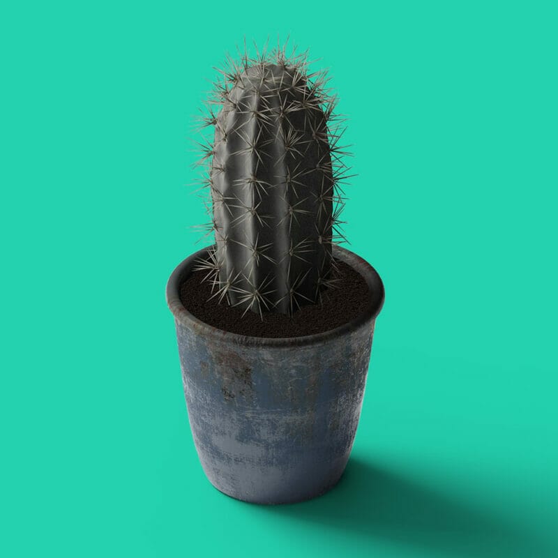 Free Cactus In Pot Mockup » CSS Author