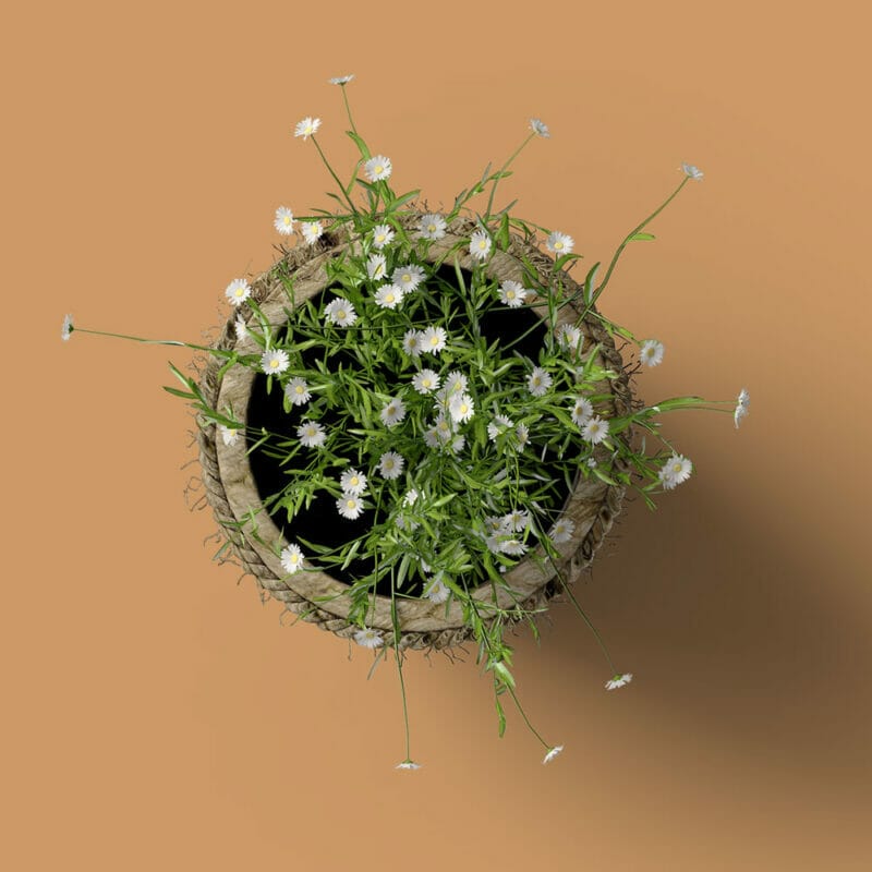 Free Daisies In A Pot Mockup Top View PSD » CSS Author