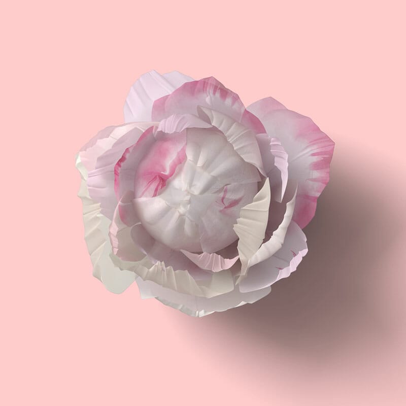 Free Top View Rose Flower Mockup PSD » CSS Author