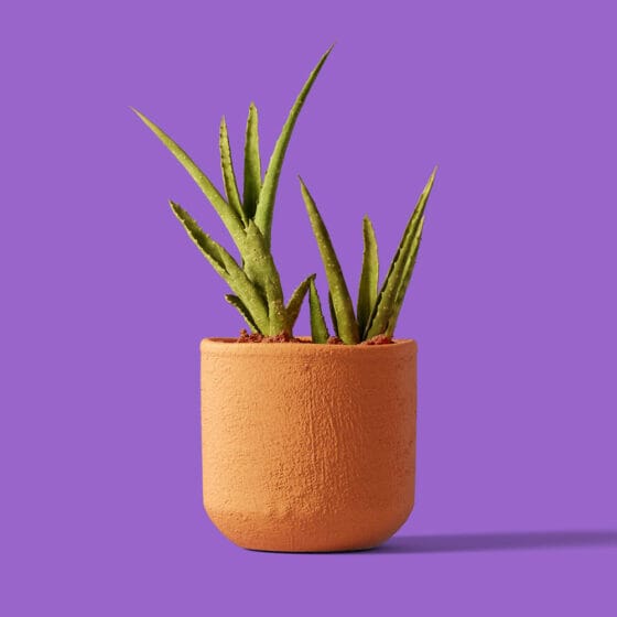 Free Aloe In Pot Front View Mockup PSD » CSS Author