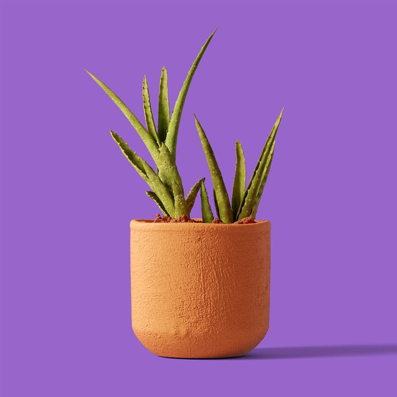 Free Aloe In Pot Front View Mockup PSD » CSS Author