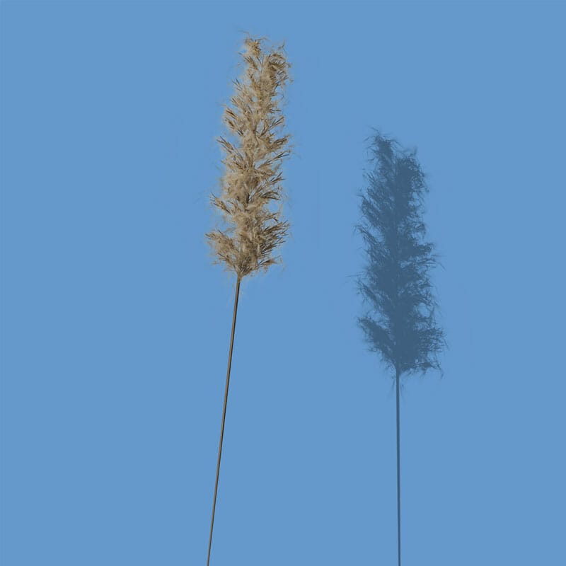 Free Decorative Plant Front View Mockup PSD » CSS Author