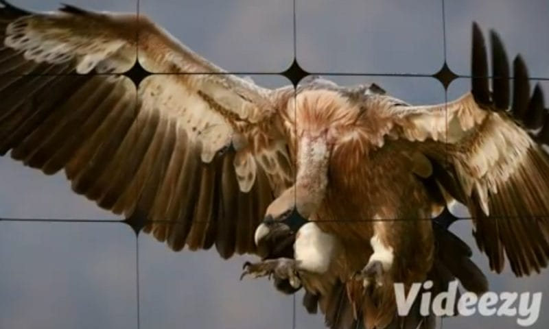 Unlock Stunning Videos: Your Ultimate Guide To Free After Effects ...